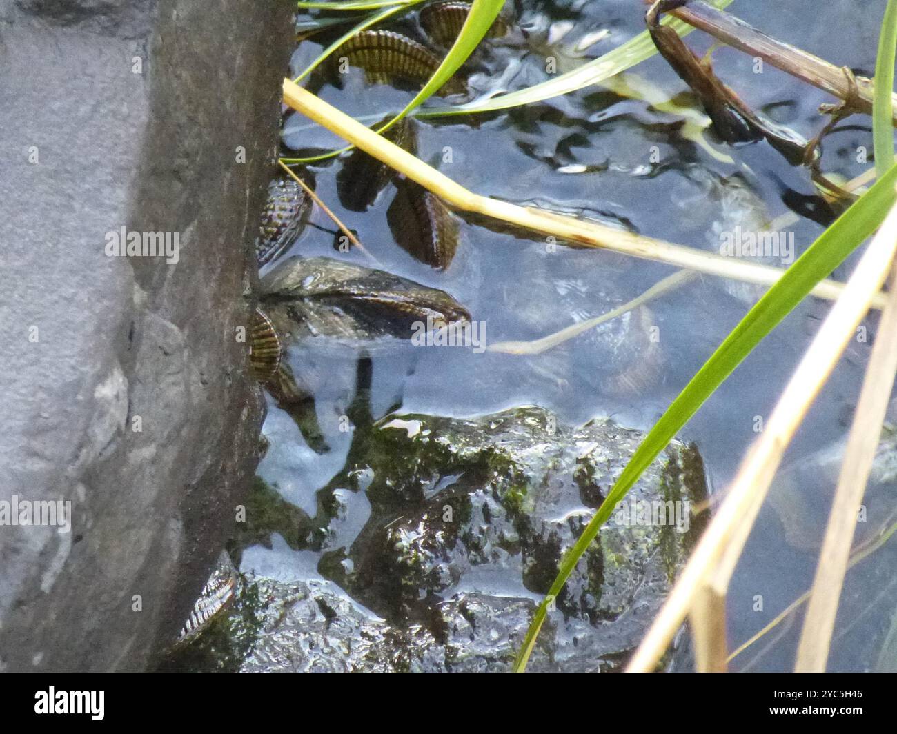 Atlantic Ribbed Mussel (Geukensia demissa) Mollusca Stock Photo - Alamy
