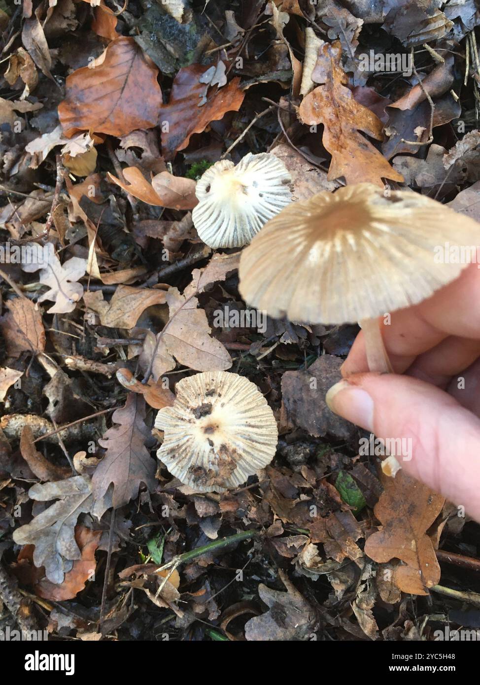 Tall Psathyrella (Psathyrella longipes) Fungi Stock Photo - Alamy
