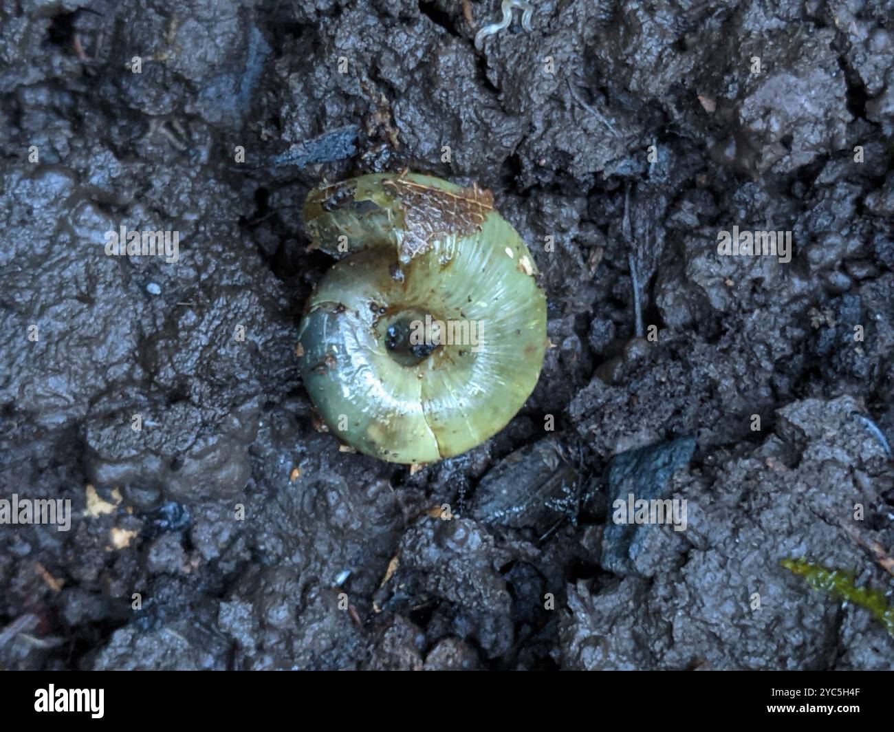 Robust Lancetooth Snail (Haplotrema vancouverense) Mollusca Stock Photo ...