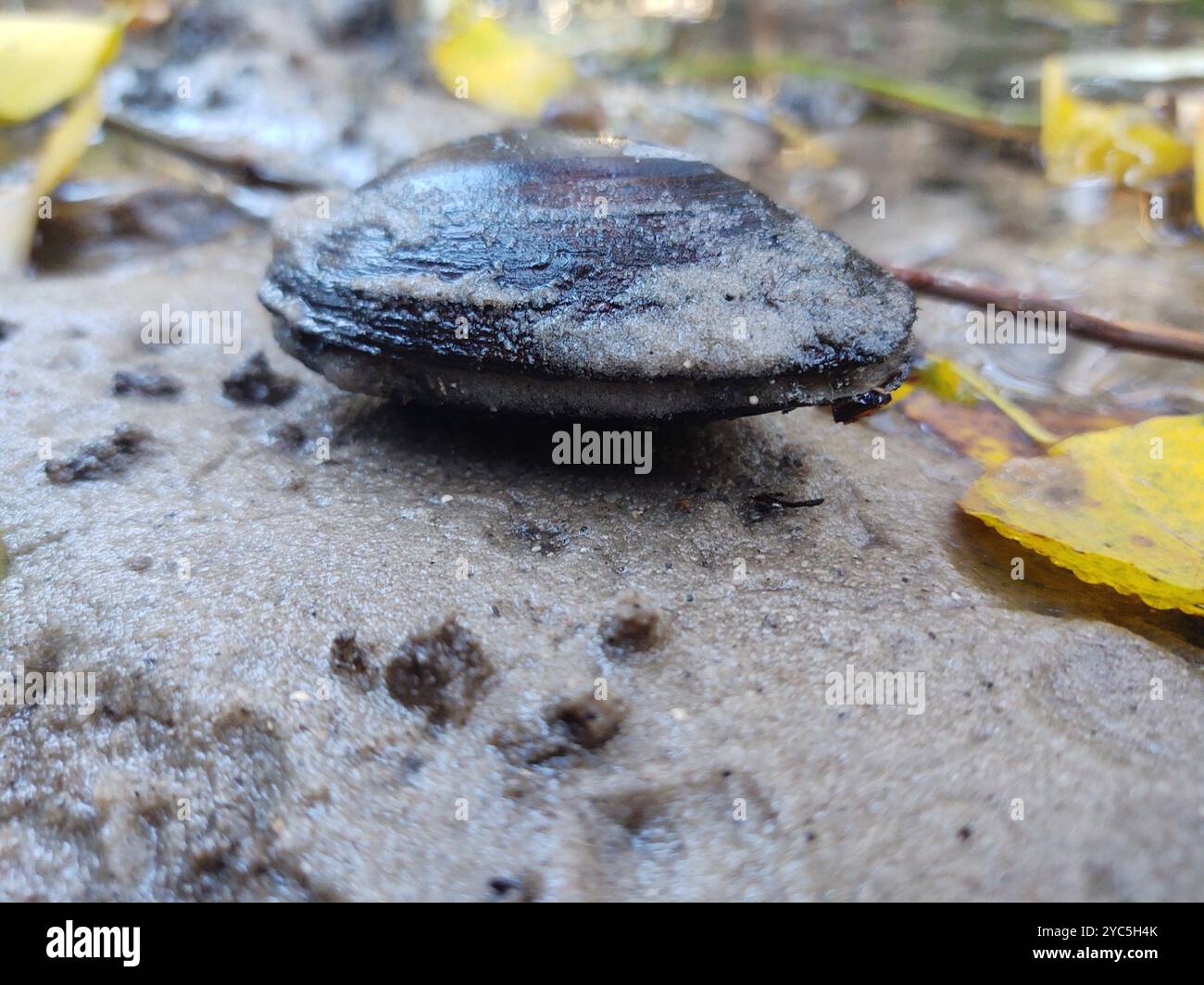 Florida Spike (Elliptio jayensis) Mollusca Stock Photo - Alamy