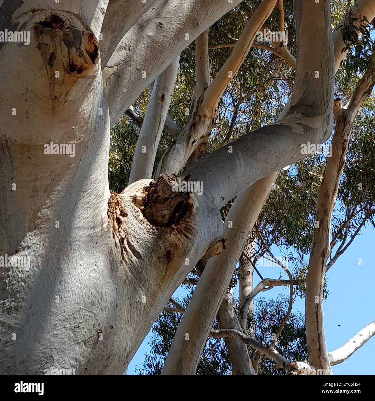 Western Honey Bee (Apis mellifera) Insecta Stock Photo - Alamy