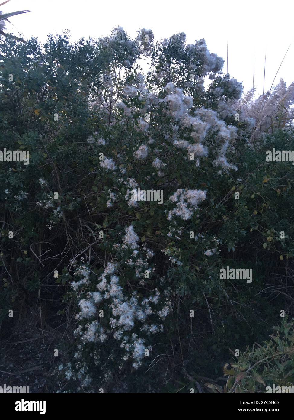 groundsel tree (Baccharis halimifolia) Plantae Stock Photo - Alamy