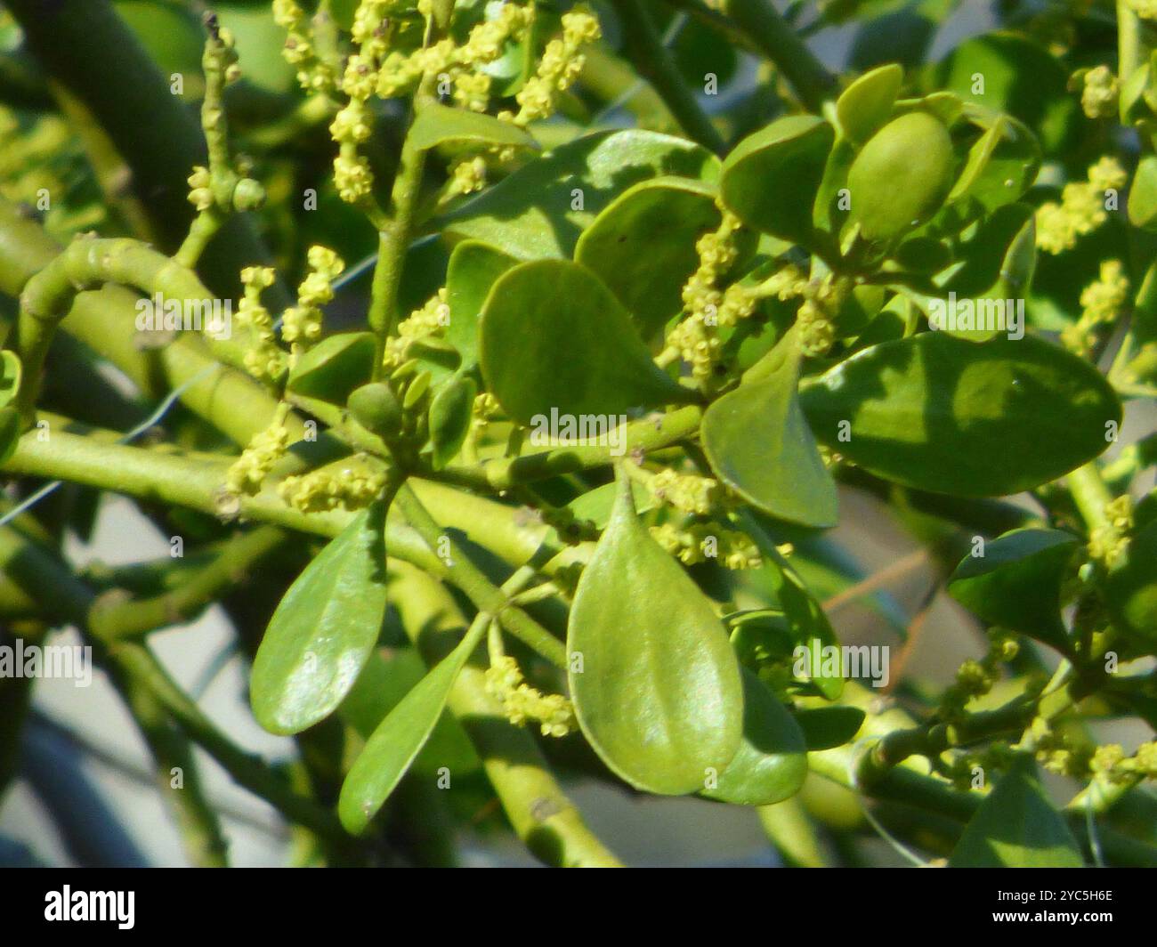 American Mistletoe (Phoradendron leucarpum) Plantae Stock Photo - Alamy