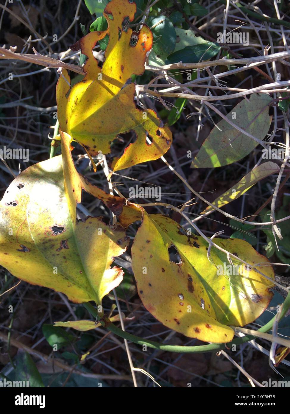 roundleaf greenbrier (Smilax rotundifolia) Plantae Stock Photo - Alamy