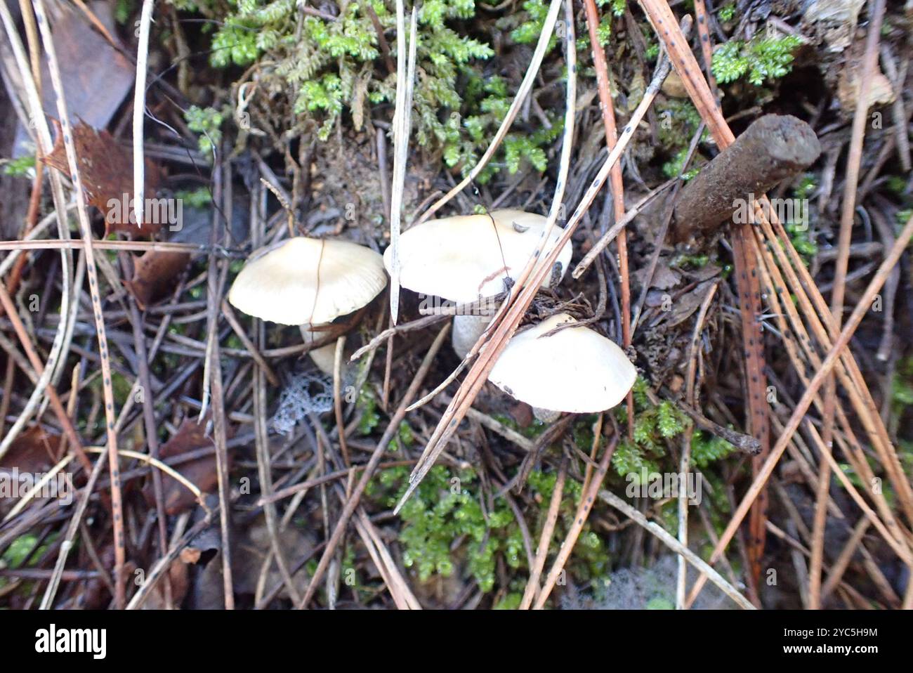White Fibrecap (Inocybe geophylla) Fungi Stock Photo - Alamy