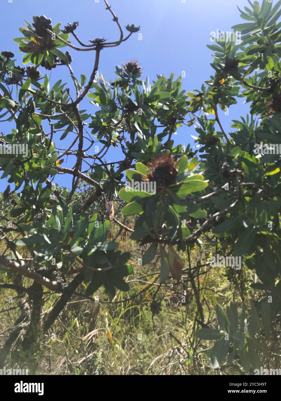 Wagon Tree (Protea nitida) Plantae Stock Photo - Alamy