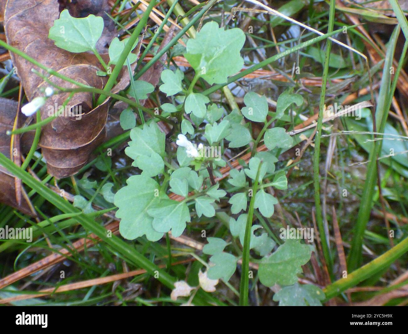 Nursery bittercress (Cardamine occulta) Plantae Stock Photo - Alamy