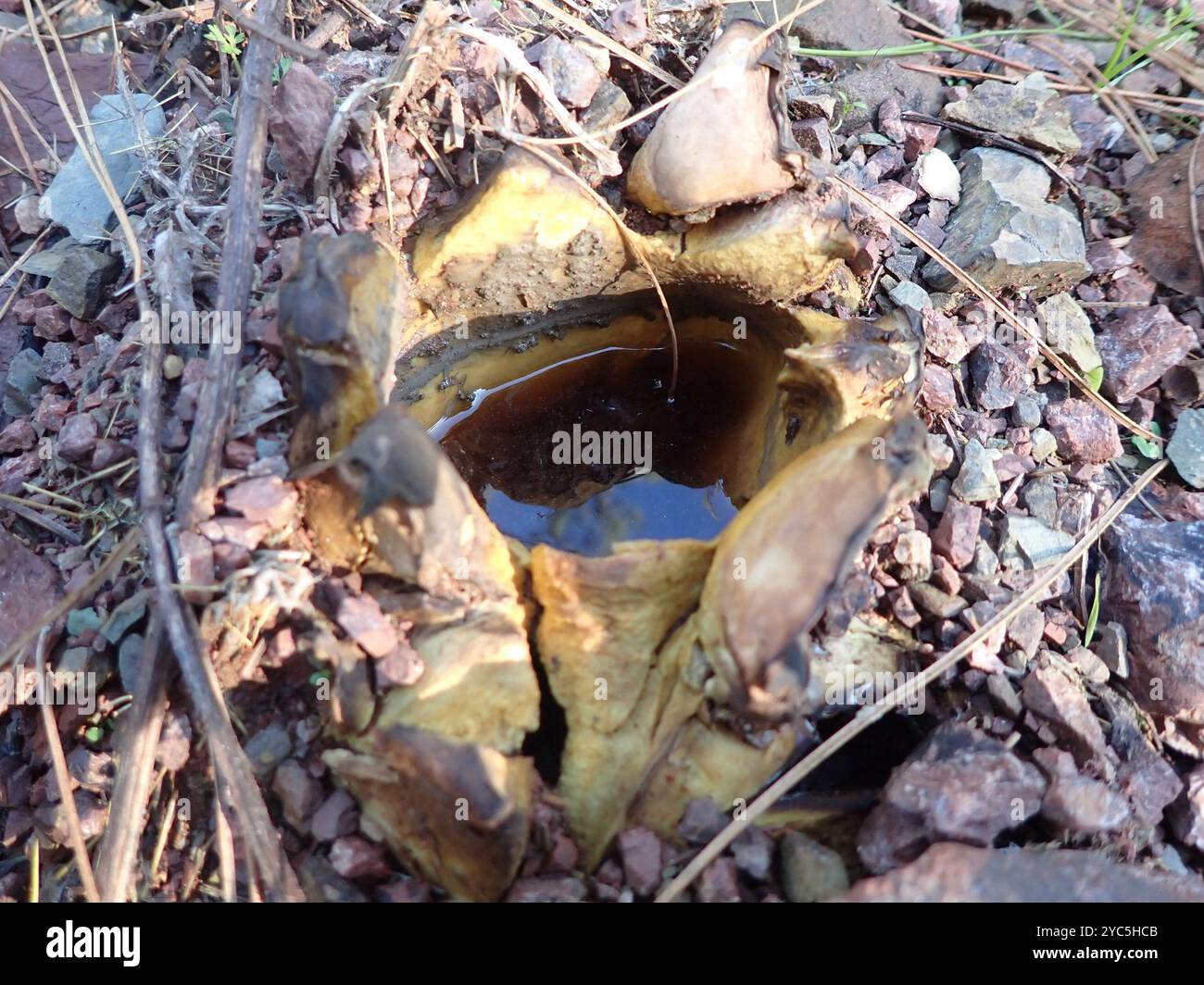 Many-rooted Earthball (Scleroderma polyrhizum) Fungi Stock Photo - Alamy