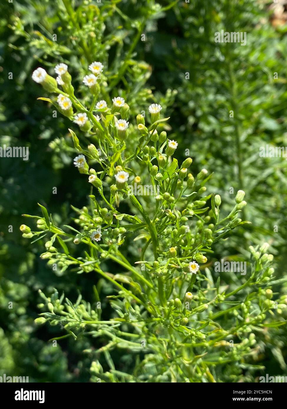 horseweed (Erigeron canadensis) Plantae Stock Photo - Alamy
