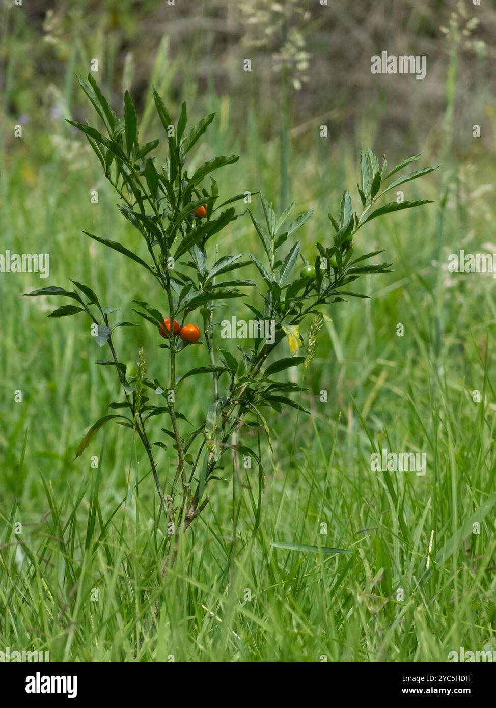 Jerusalem cherry (Solanum pseudocapsicum) Plantae Stock Photo - Alamy