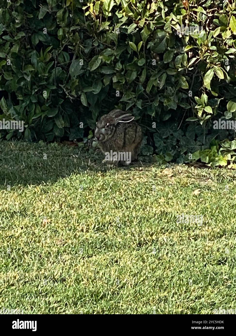 Black-tailed Jackrabbit (Lepus californicus) Mammalia Stock Photo - Alamy