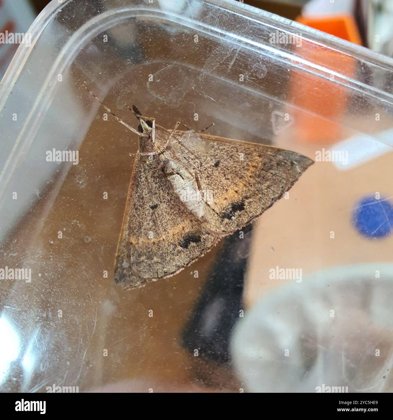 Golden-winged Epidesmia (Epidesmia chilonaria) Insecta Stock Photo - Alamy