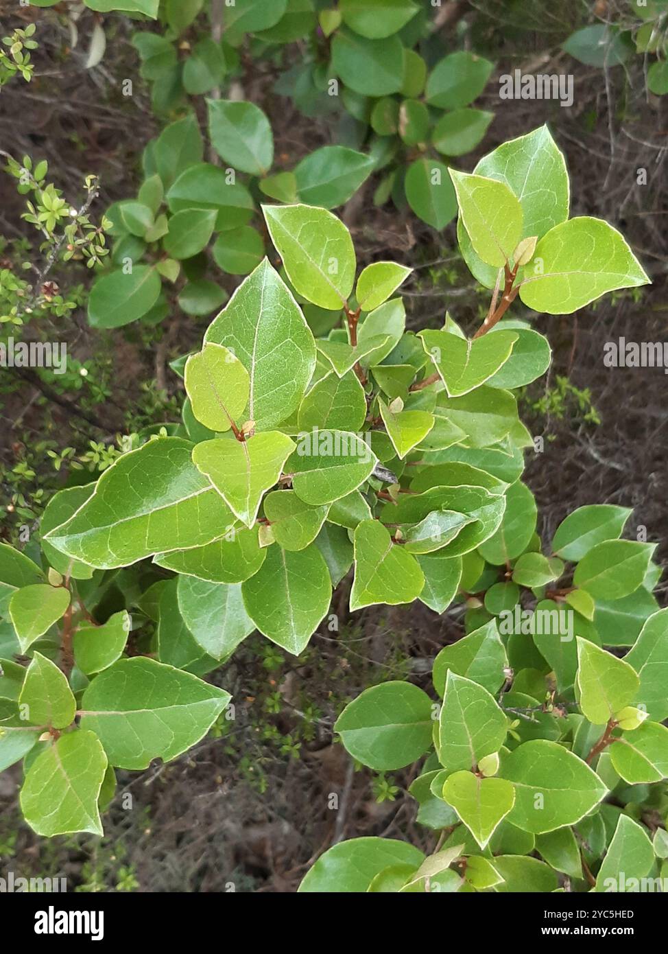 Common tree daisy (Olearia arborescens) Plantae Stock Photo - Alamy