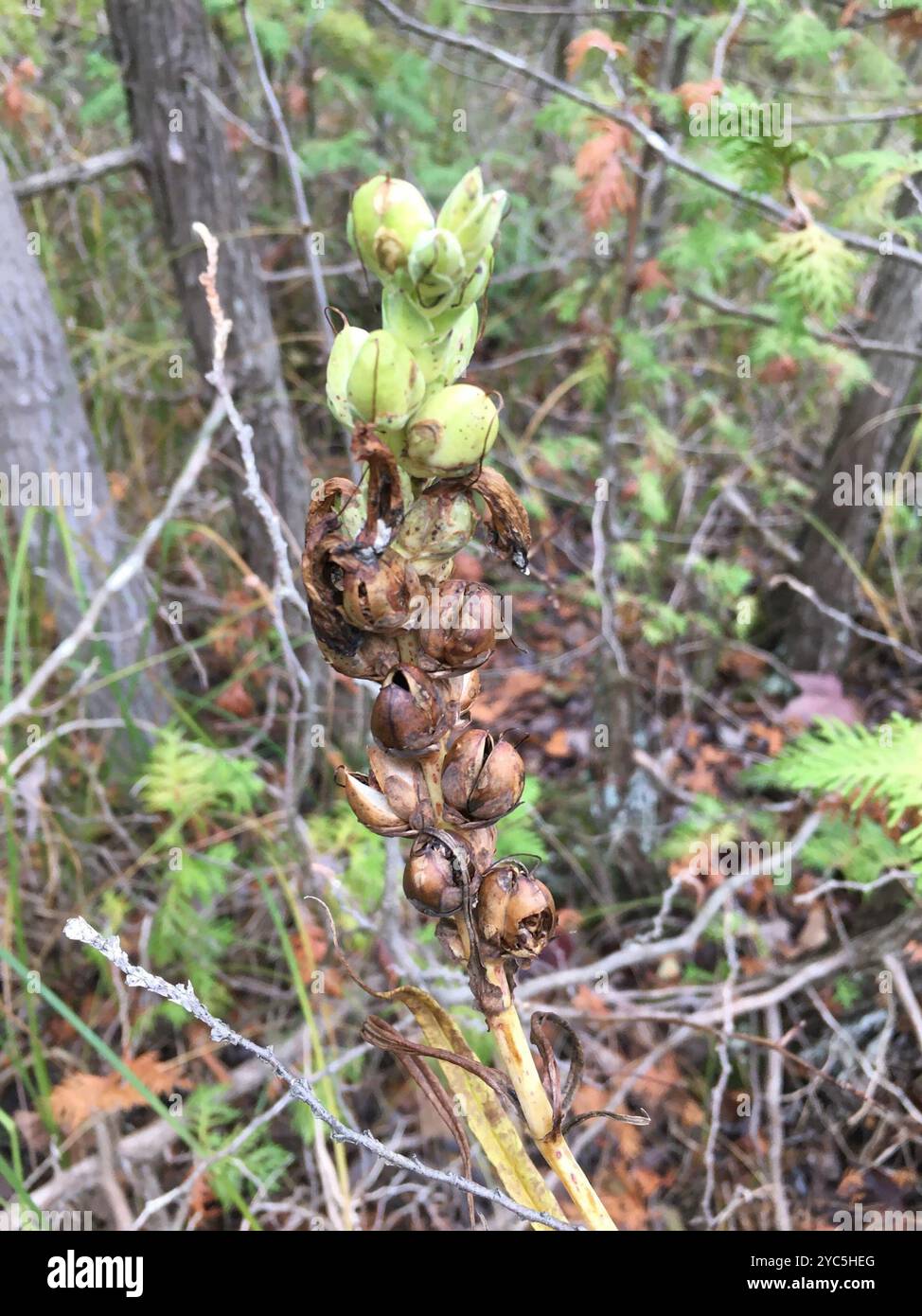 white turtlehead (Chelone glabra) Plantae Stock Photo - Alamy