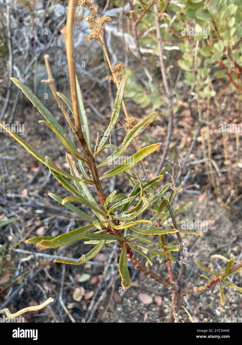 narrow-leaved yerba santa (Eriodictyon angustifolium) Plantae Stock ...