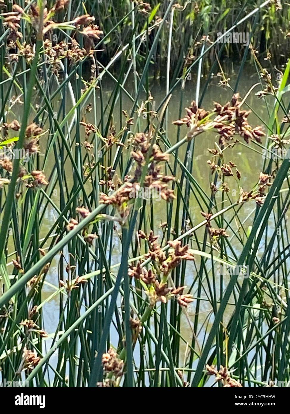 soft-stemmed bulrush (Schoenoplectus tabernaemontani) Plantae Stock ...