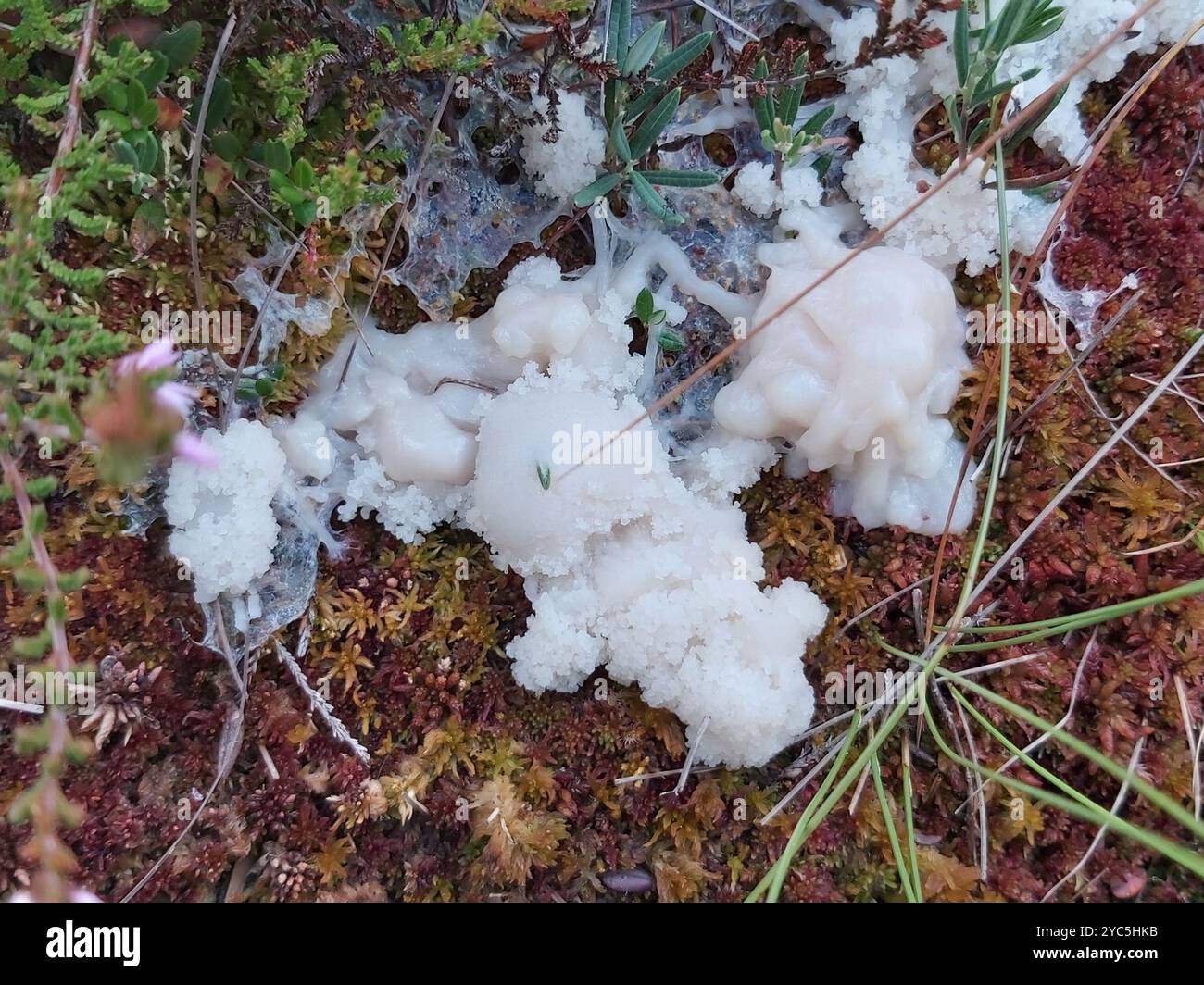 true slime molds (Myxomycetes) Protozoa Stock Photo - Alamy