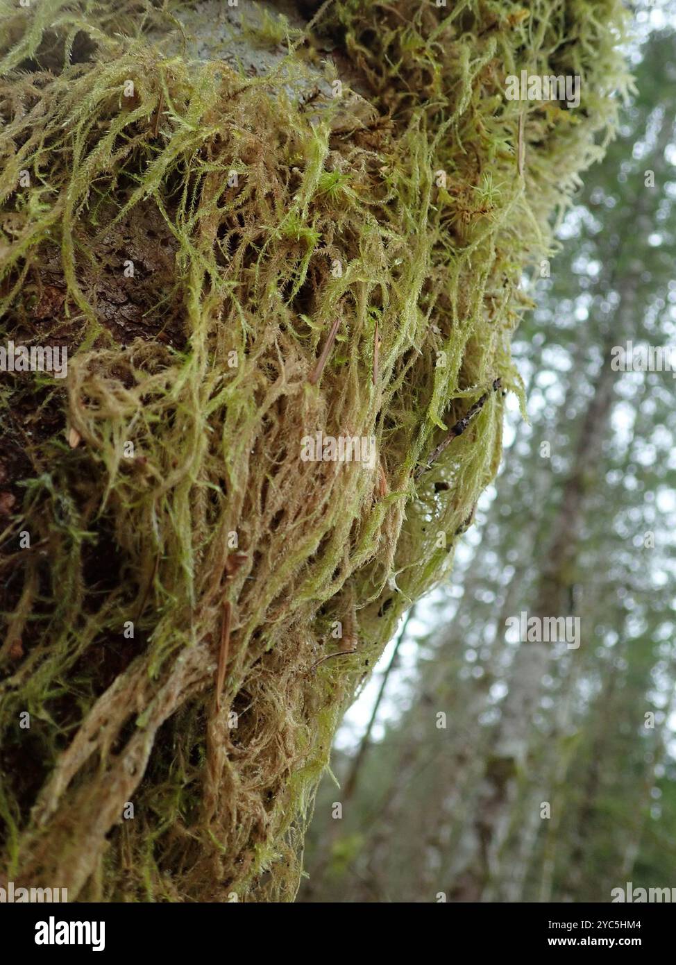 Cat's Tail Moss (Pseudisothecium stoloniferum) Plantae Stock Photo - Alamy