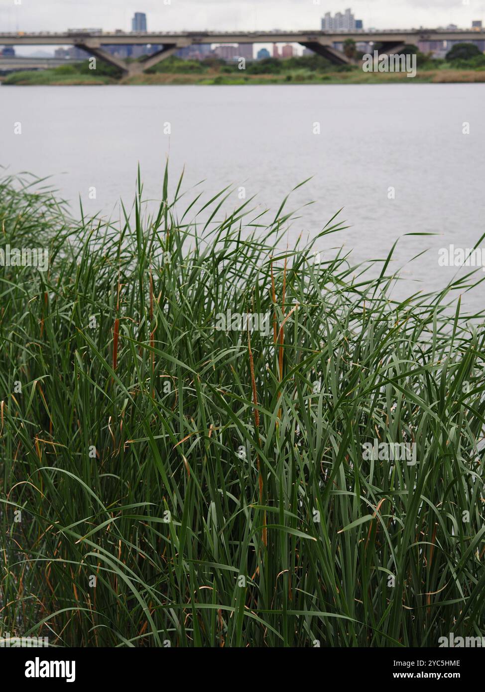 narrow-leaved cattail (Typha angustifolia) Plantae Stock Photo - Alamy