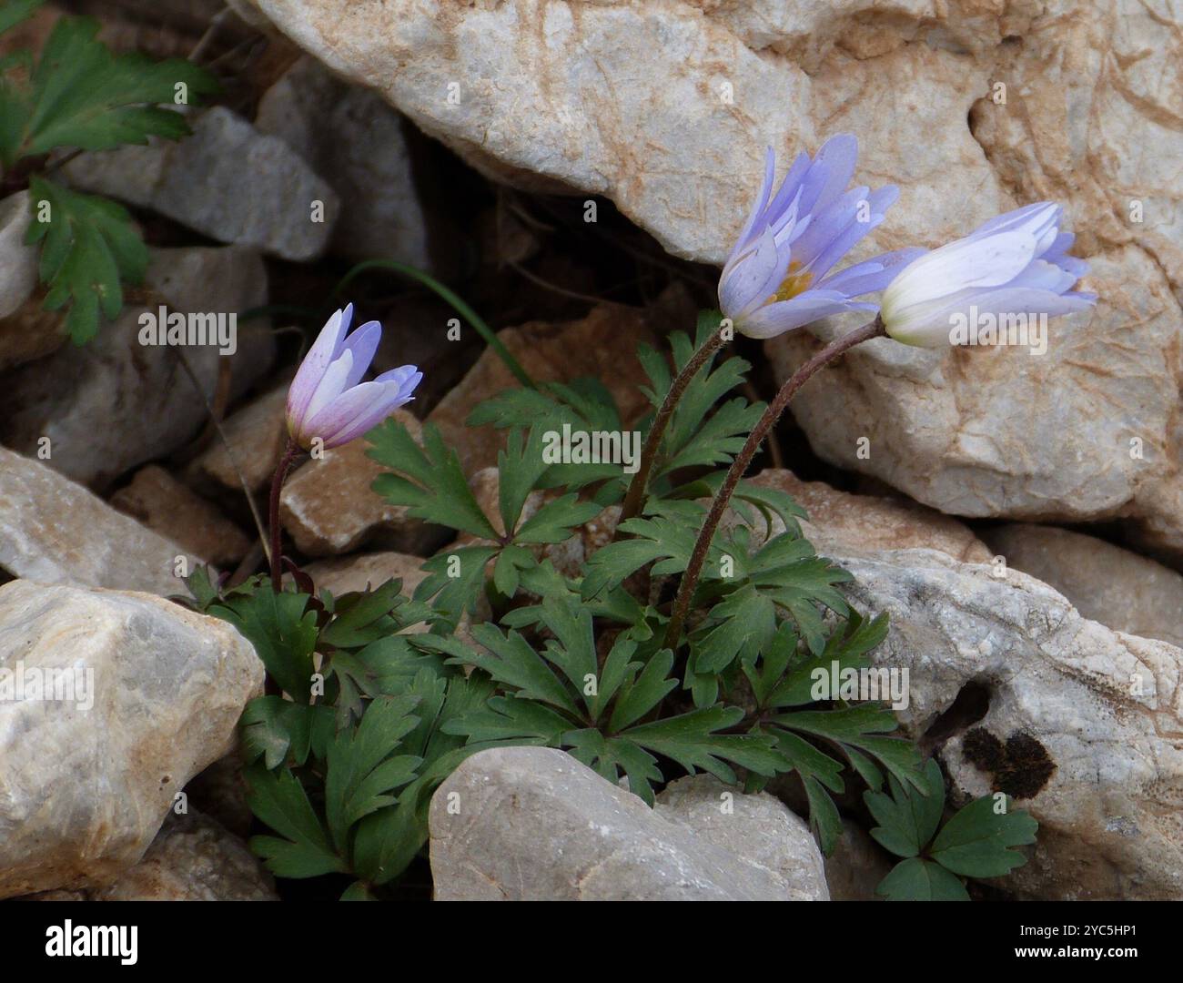 Greek Anemone (Anemonoides blanda) Plantae Stock Photo - Alamy