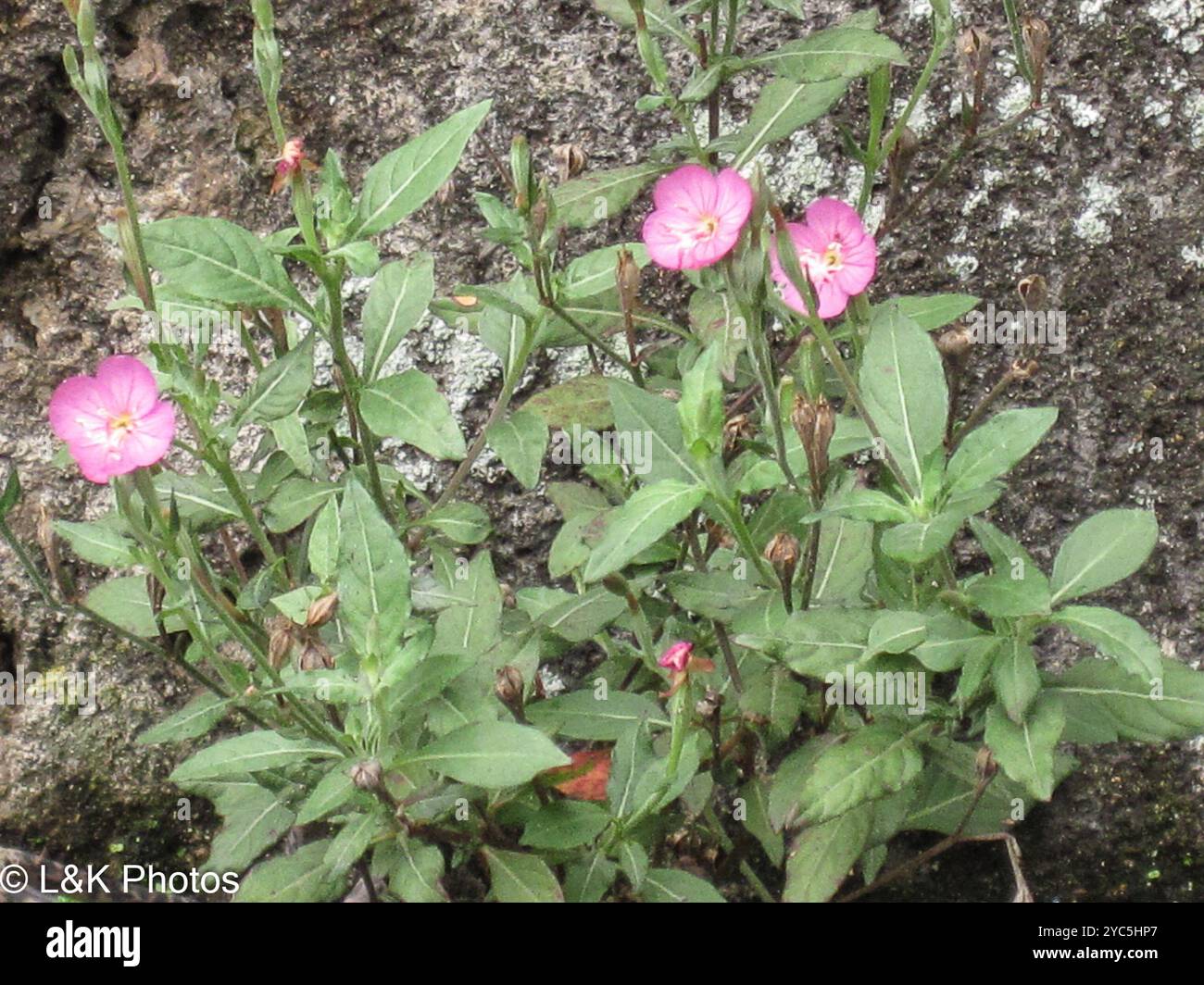 rose evening primrose (Oenothera rosea) Plantae Stock Photo - Alamy