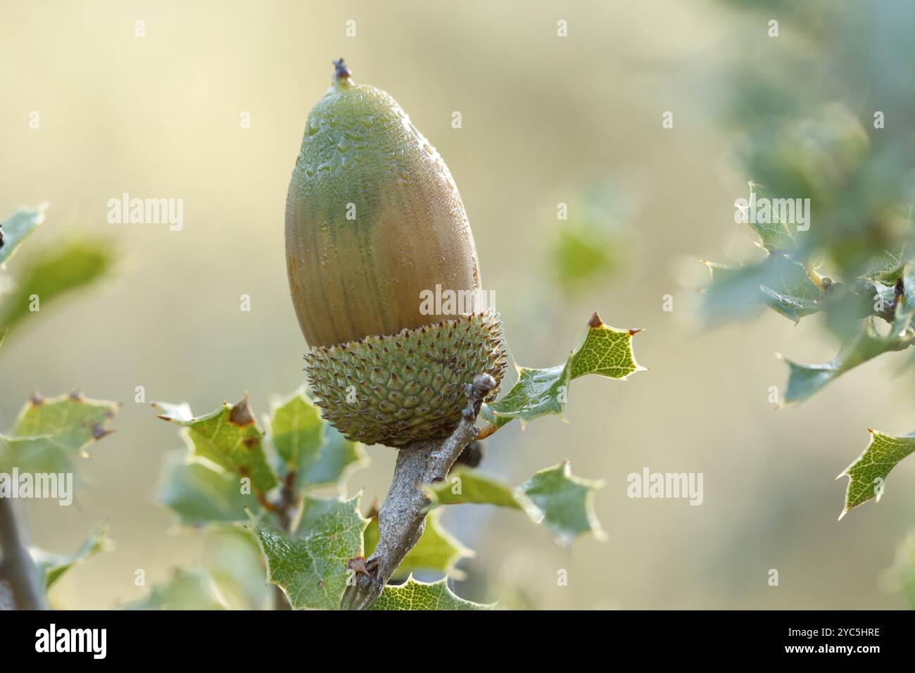 Ripening acorn from Mediterranean shrub Quercus coccifera, Alcoy, Spain ...