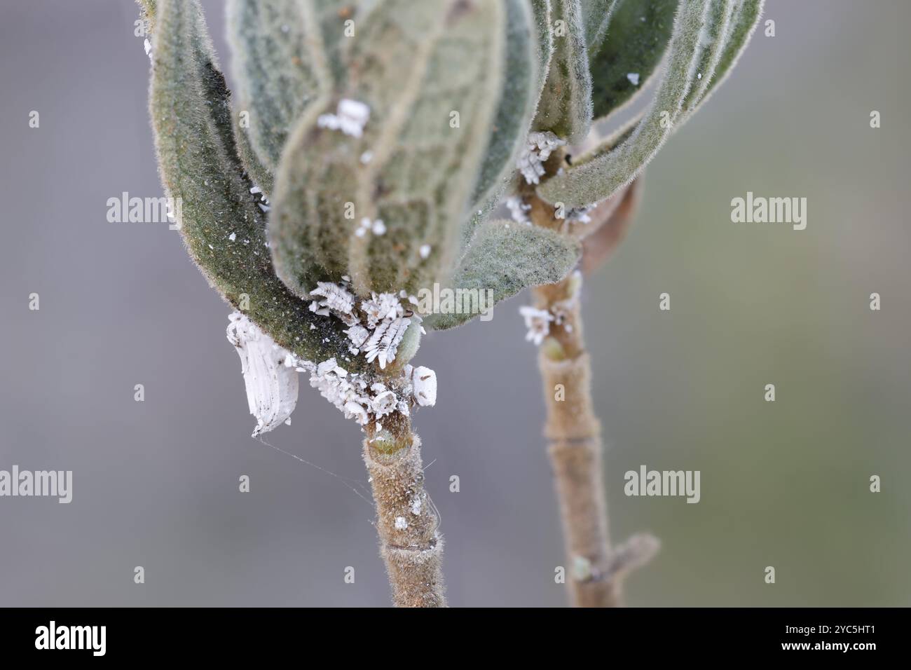 Rock rose plant Cistus albidus infected by mealybug Planococcus citri ...