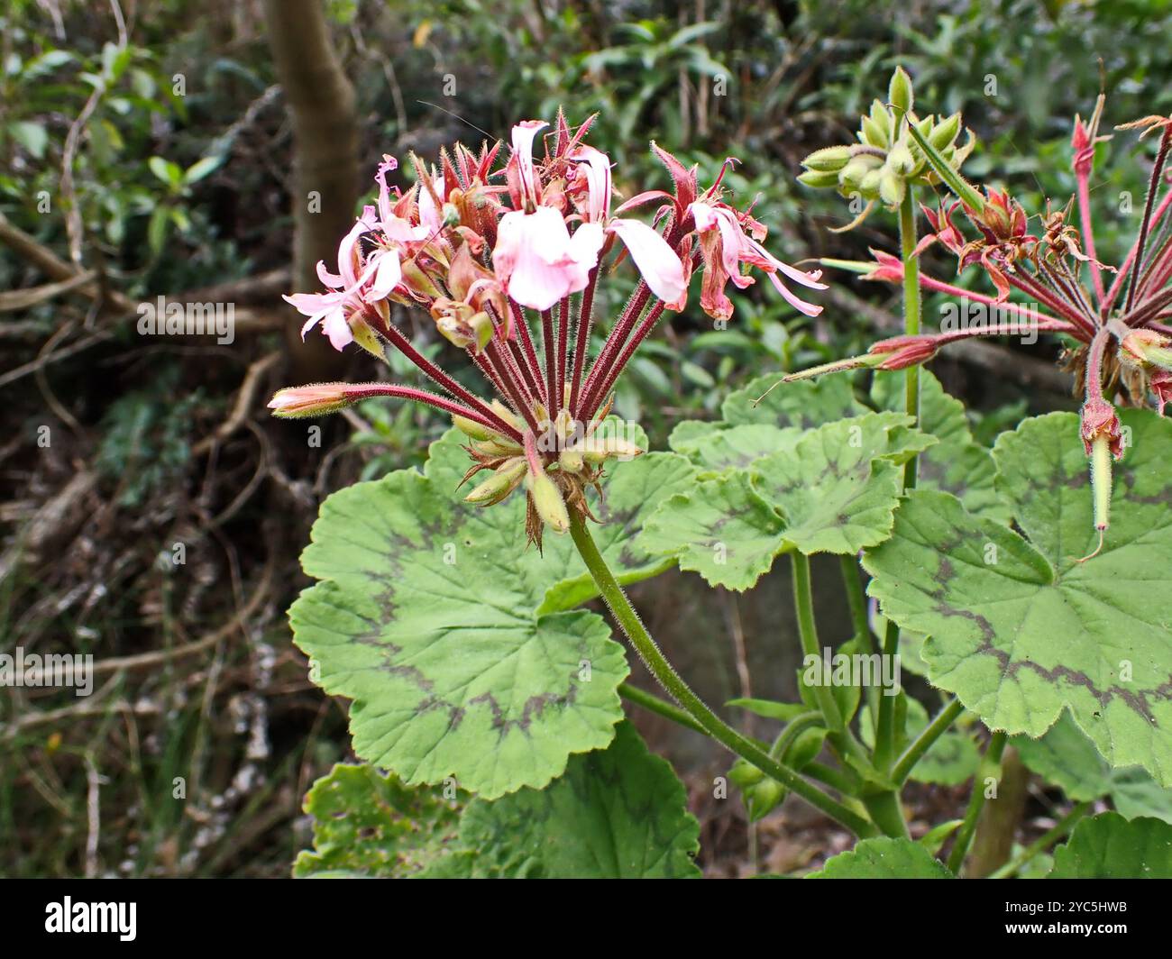 horseshoe geranium (Pelargonium zonale) Plantae Stock Photo - Alamy