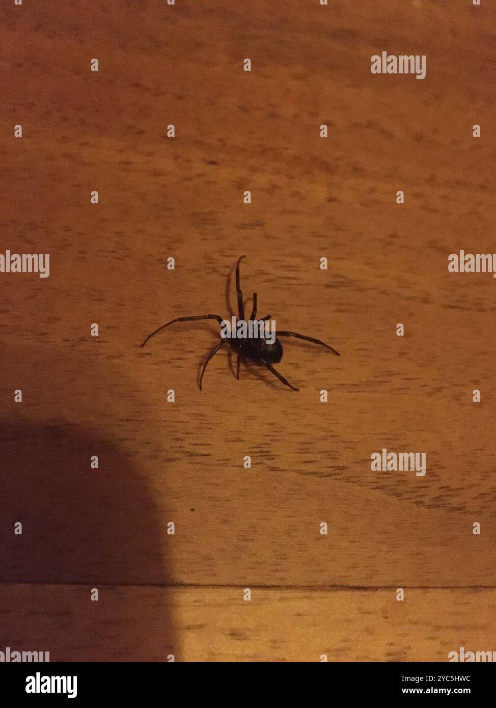 False Black Widow (Steatoda grossa) Arachnida Stock Photo - Alamy