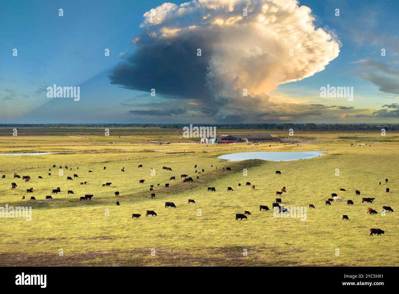 Cattle grazing on farmland pasture. Production of organic dairy ...