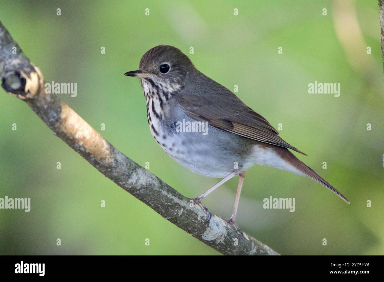 Hermit Thrush (Catharus guttatus) Aves Stock Photo - Alamy