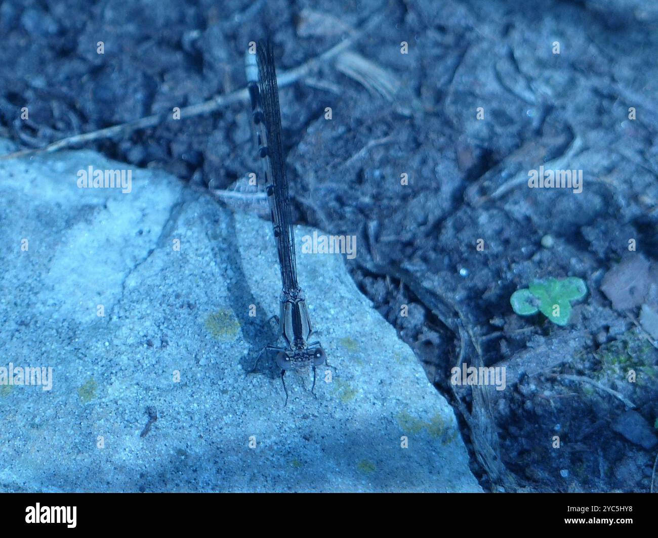 Springwater Dancer (Argia funebris) Insecta Stock Photo - Alamy