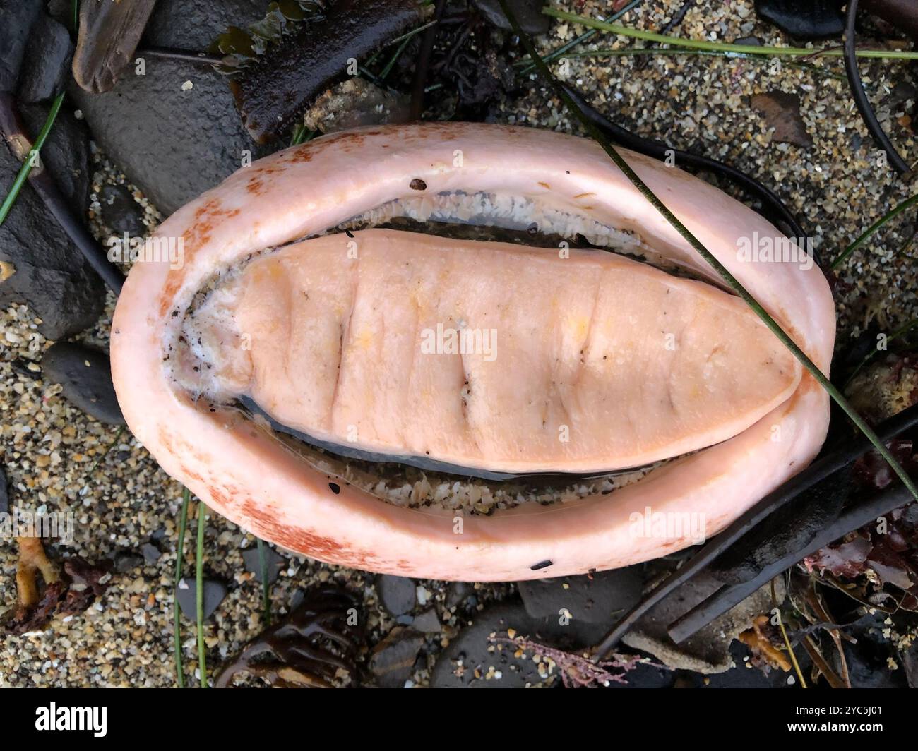 Gumboot Chiton (Cryptochiton stelleri) Mollusca Stock Photo - Alamy
