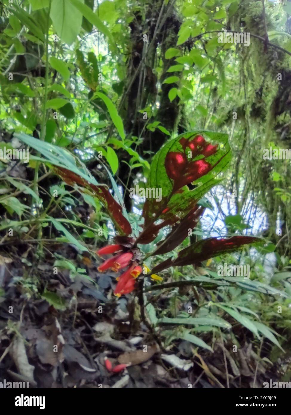 (Columnea dimidiata) Plantae Stock Photo - Alamy