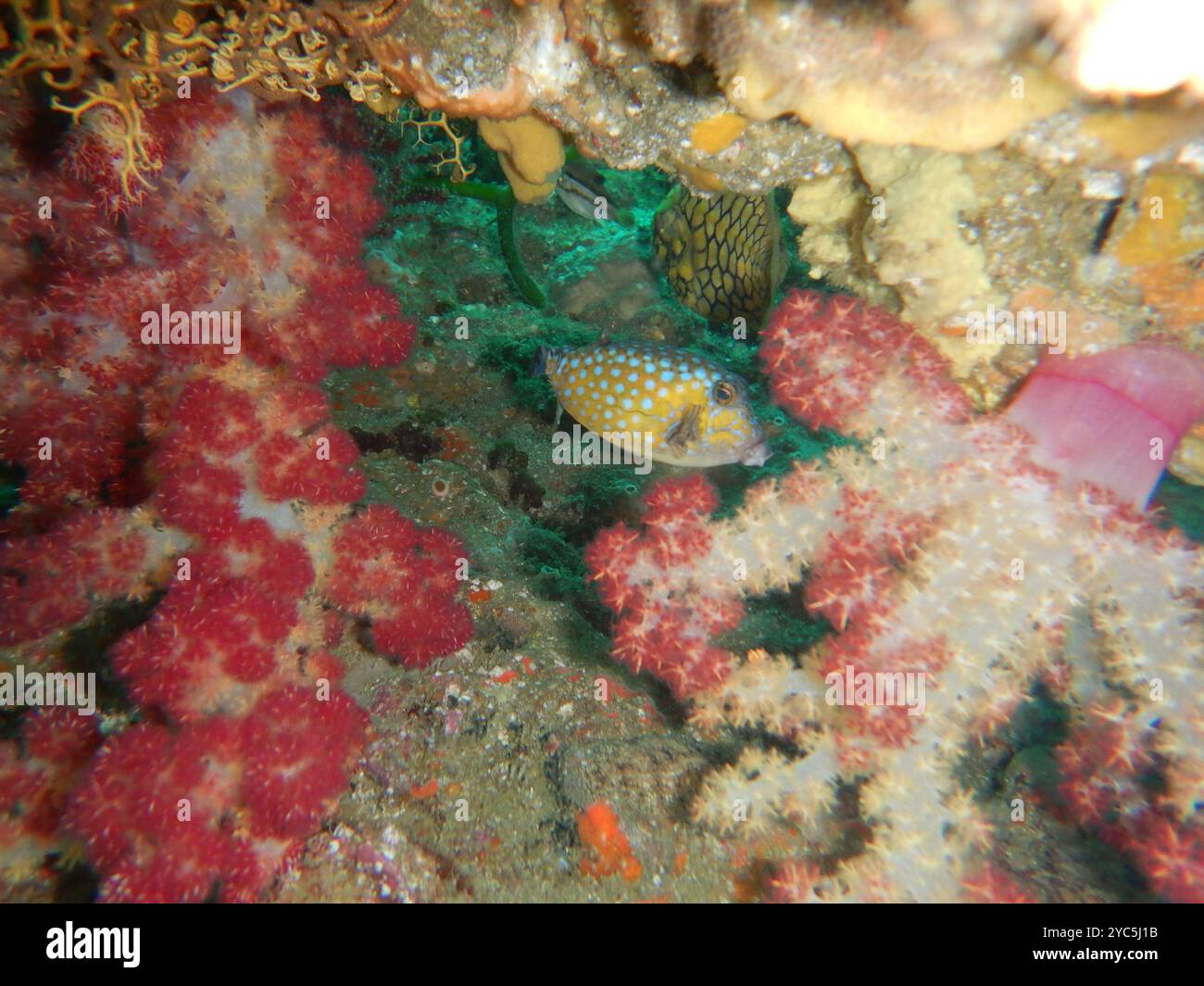 Blue spotted boxfish hi-res stock photography and images - Alamy