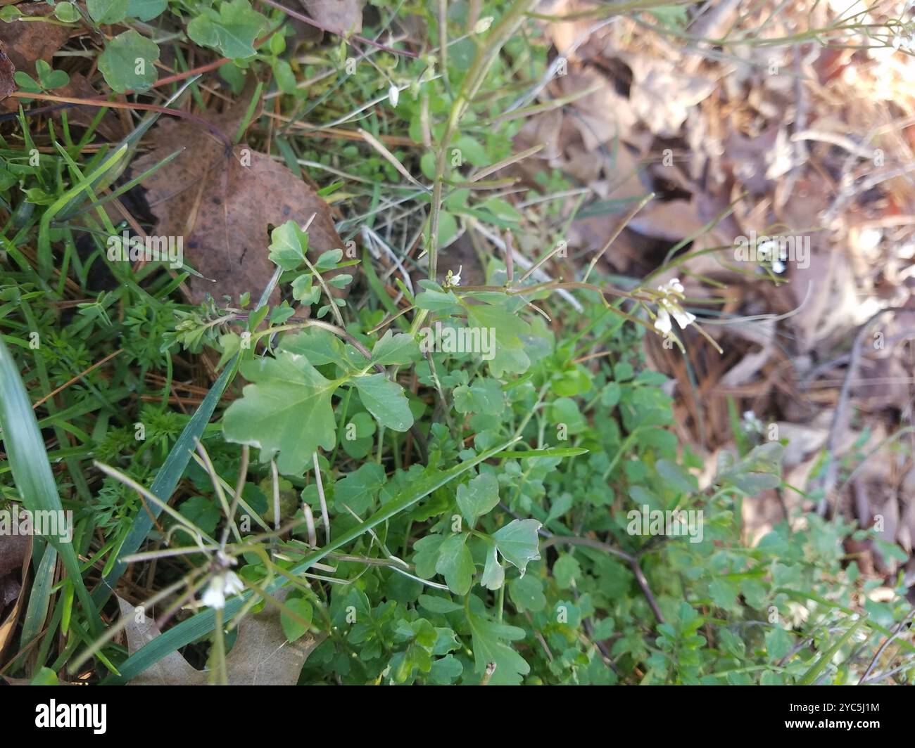 Nursery bittercress (Cardamine occulta) Plantae Stock Photo - Alamy