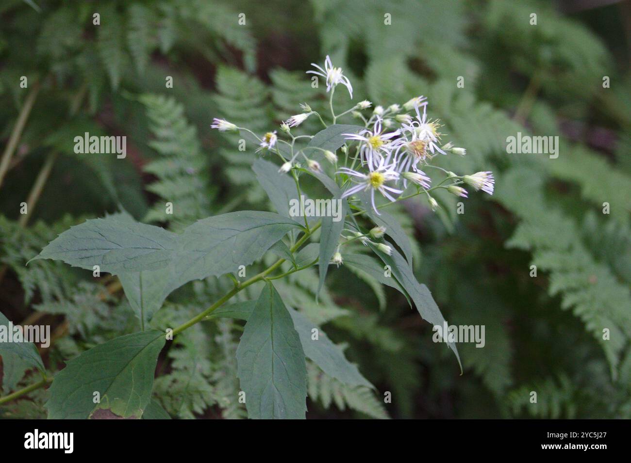 whorled wood aster (Oclemena acuminata) Plantae Stock Photo - Alamy