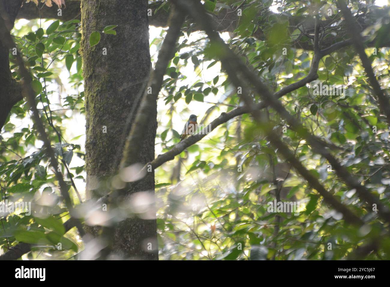 Blue capped rock thrush hi-res stock photography and images - Alamy