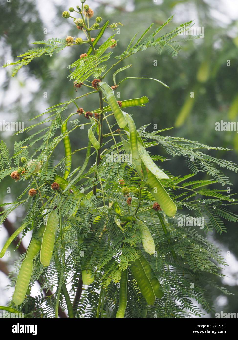 White leadtree (Leucaena leucocephala) Plantae Stock Photo - Alamy