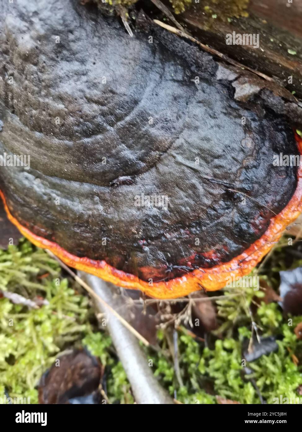 Red-banded Polypore (Fomitopsis pinicola) Fungi Stock Photo - Alamy
