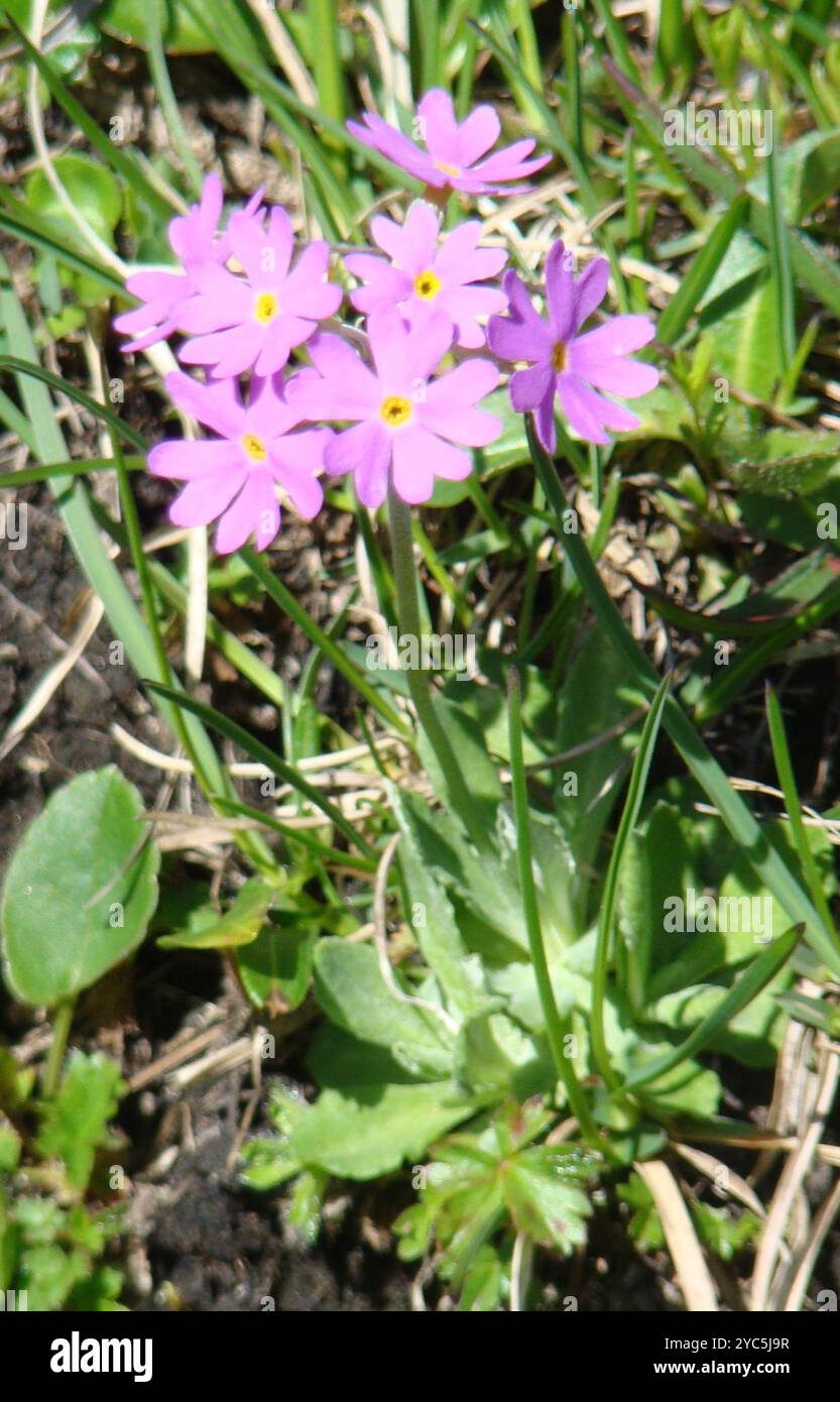 Bird's-eye Primrose (Primula farinosa) Plantae Stock Photo - Alamy
