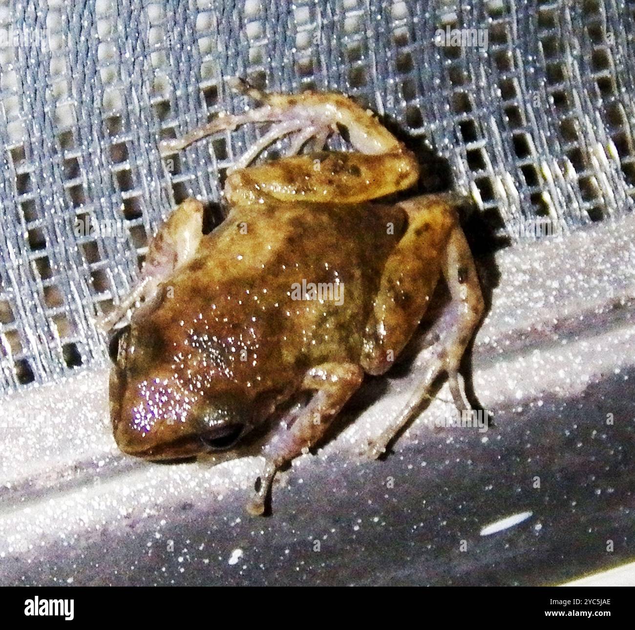 Rio Grande Chirping Frog (Eleutherodactylus campi) Amphibia Stock Photo ...