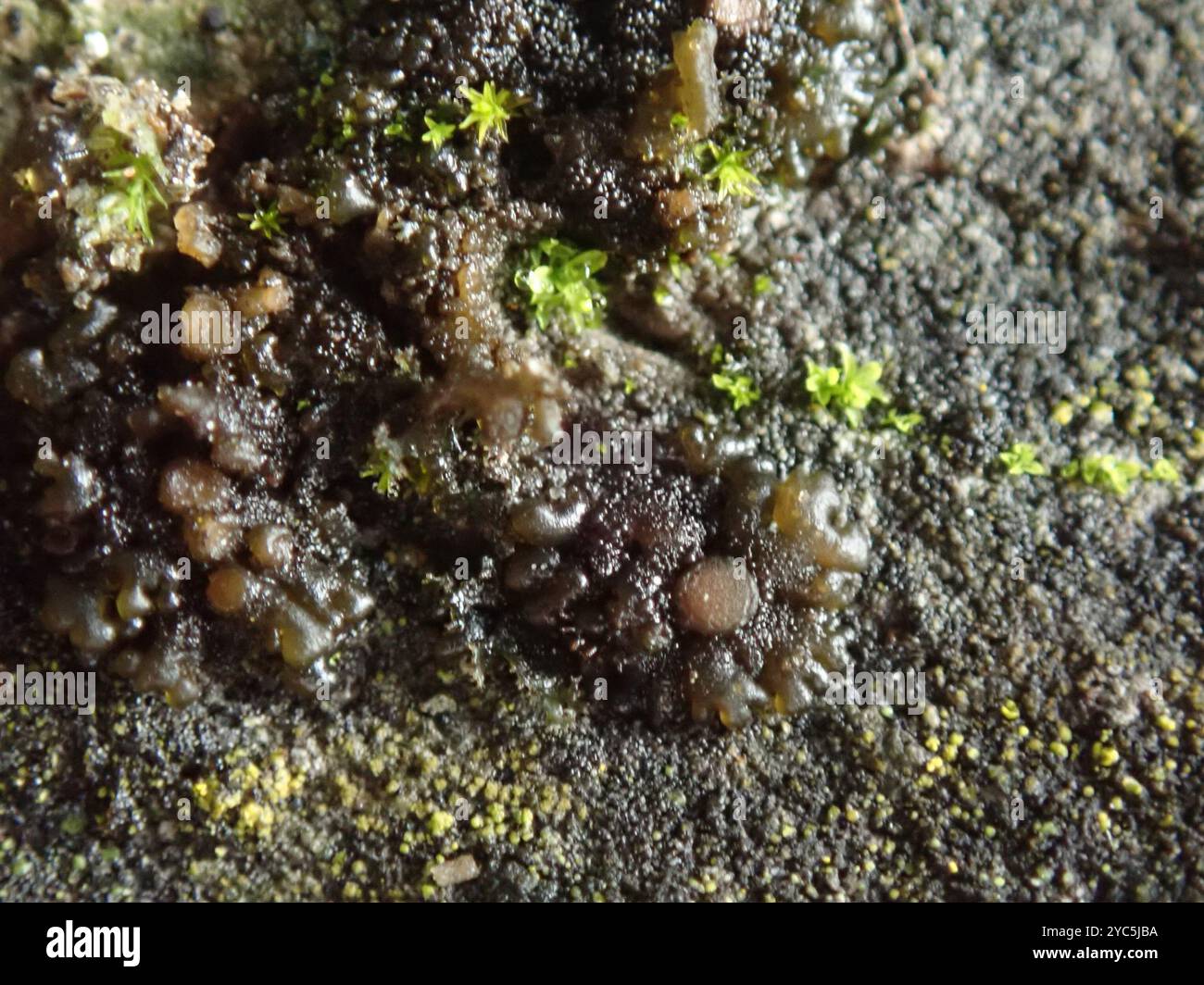 Tree Jelly Lichens (Collema) Fungi Stock Photo - Alamy