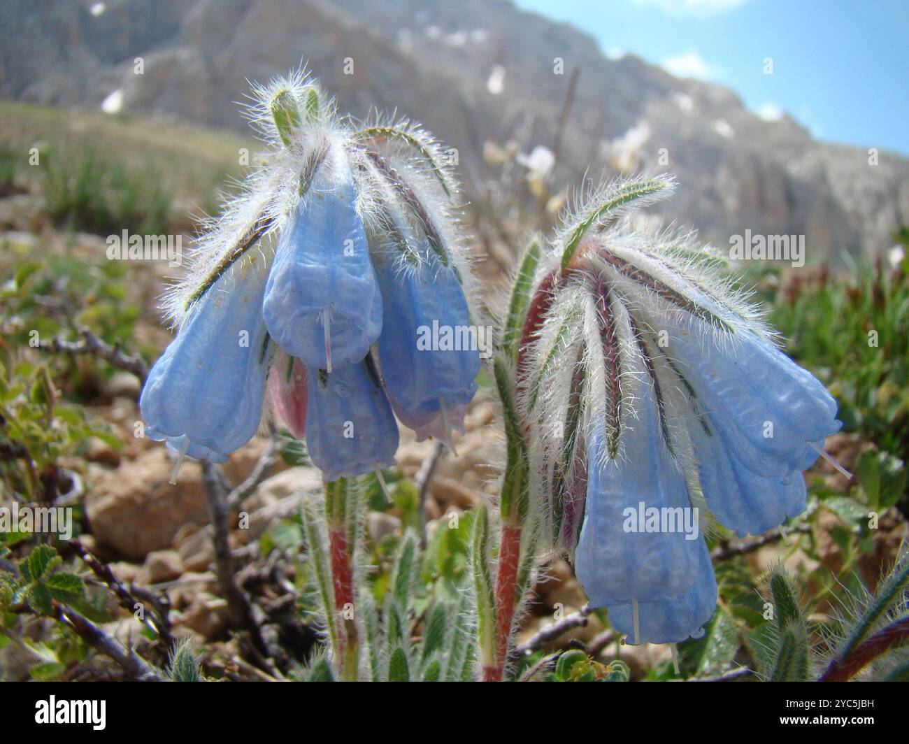 (Onosma nana) Plantae Stock Photo - Alamy
