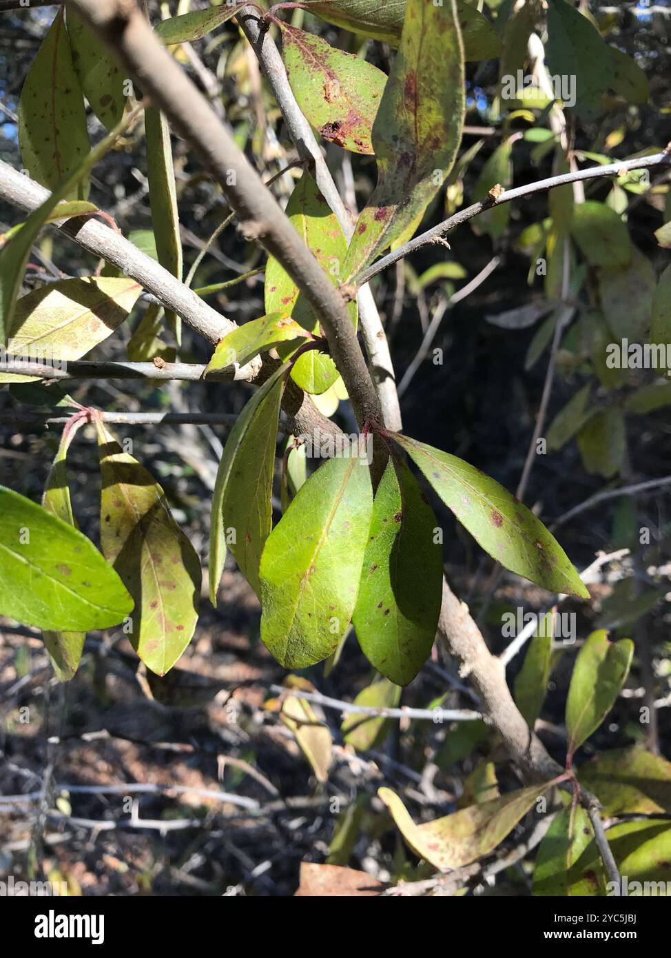 Gum bumelia (Sideroxylon lanuginosum) Plantae Stock Photo - Alamy