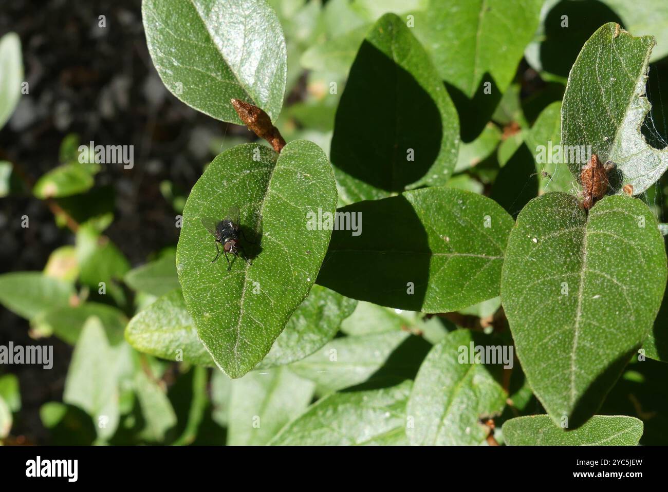 Black Blow Fly (Phormia regina) Insecta Stock Photo - Alamy