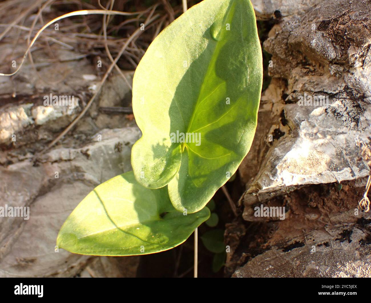Friar's-cowl (Arisarum vulgare) Plantae Stock Photo - Alamy