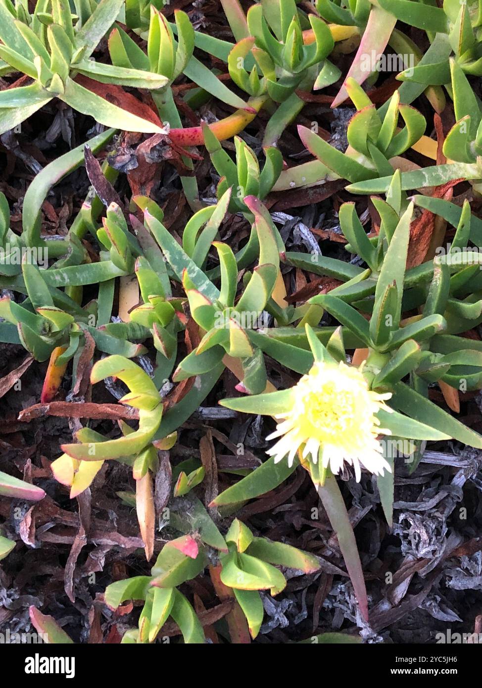sea fig (Carpobrotus edulis) Plantae Stock Photo - Alamy