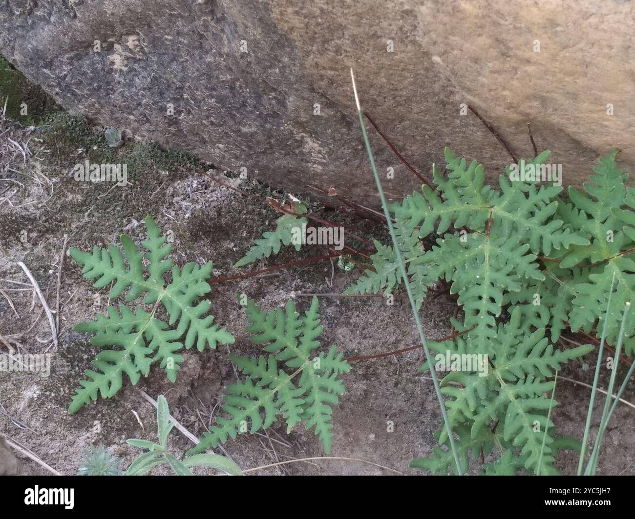Silver cloak fern (Aleuritopteris argentea) Plantae Stock Photo - Alamy