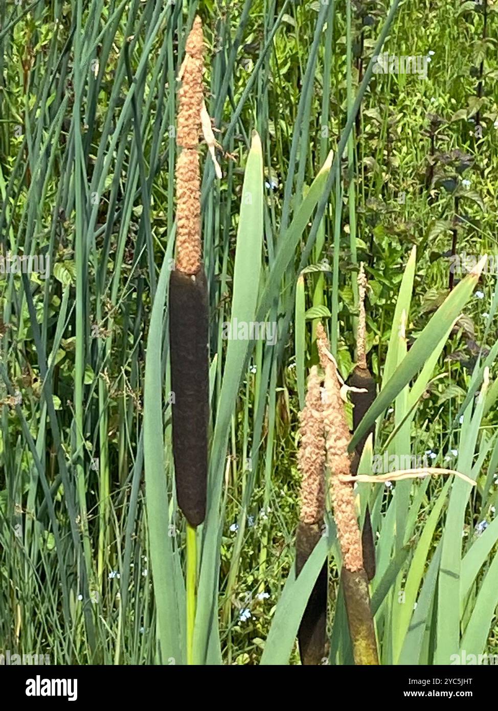 broadleaf cattail (Typha latifolia) Plantae Stock Photo - Alamy